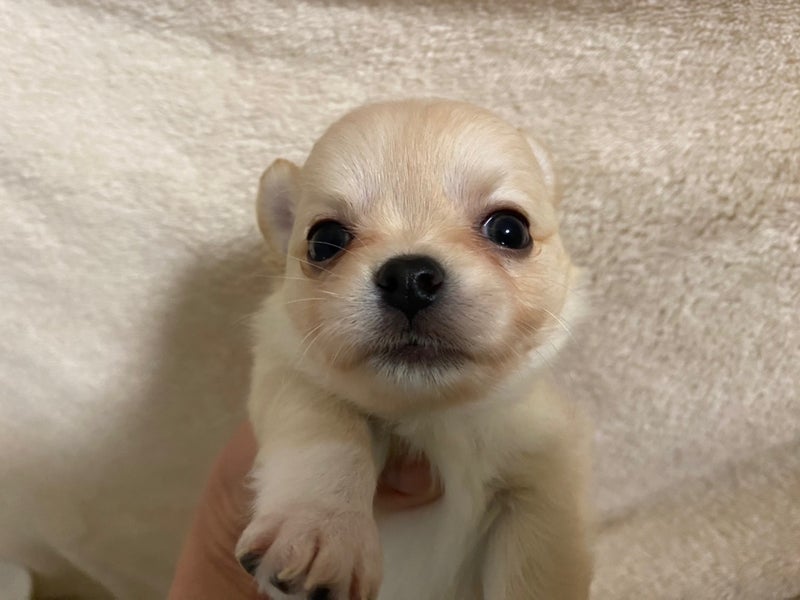 仮名クレムくん | 子犬情報 | 可愛いチワワをお探しなら福岡のブリーダー「Vati’s House」