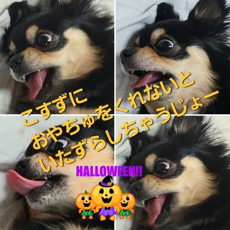 ハロウィン仕様にへんし〜〜ん！！ | 可愛いチワワをお探しなら福岡のブリーダー「Vati’s House」