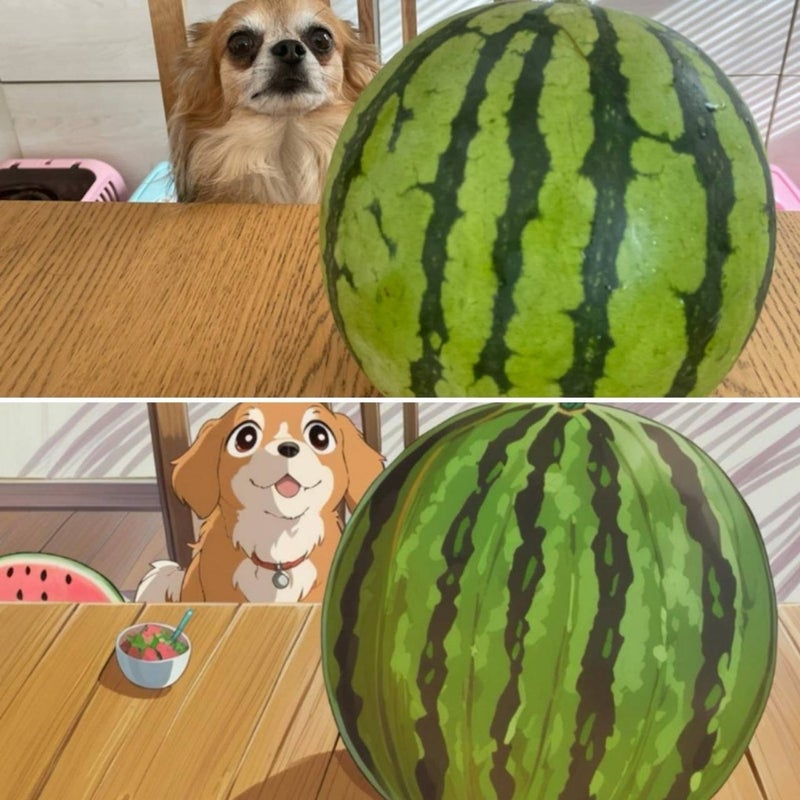 ハロウィン続き | 可愛いチワワをお探しなら福岡のブリーダー「Vati’s House」